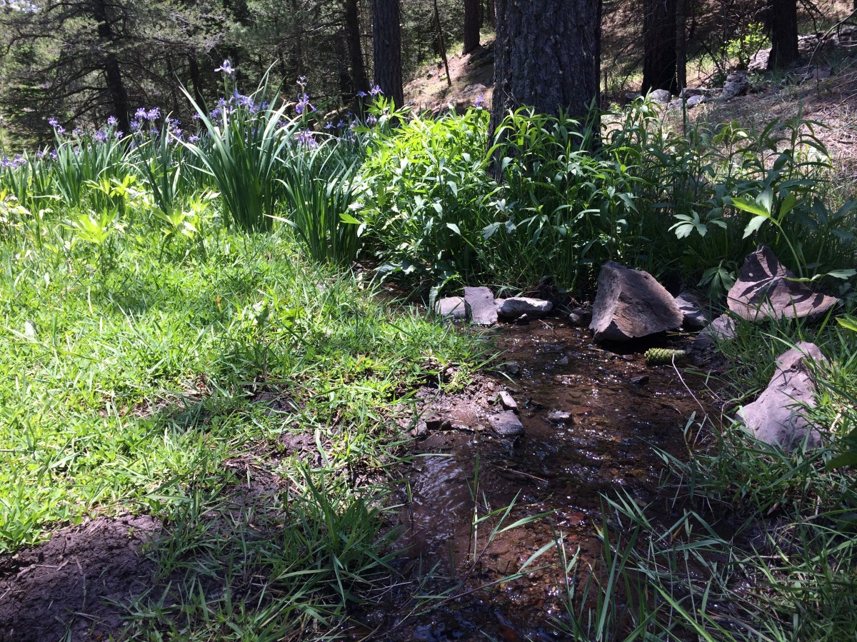 NONFICTION: KATIE GOETZ – Glenn Marx & The Swivel Sweeper Max | Cacti Fur