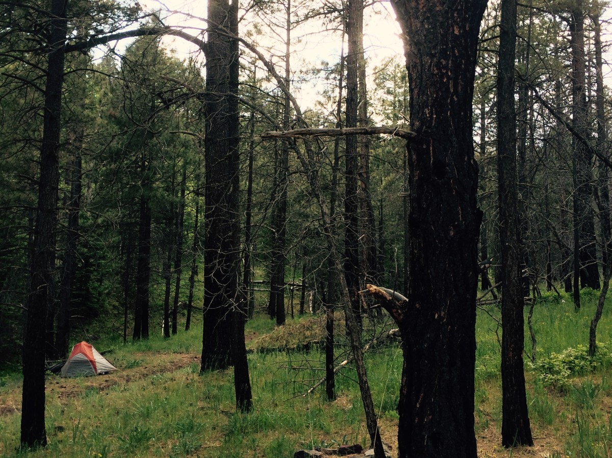 POETRY: Philip Rafferty – FANTOMAS | Cacti Fur