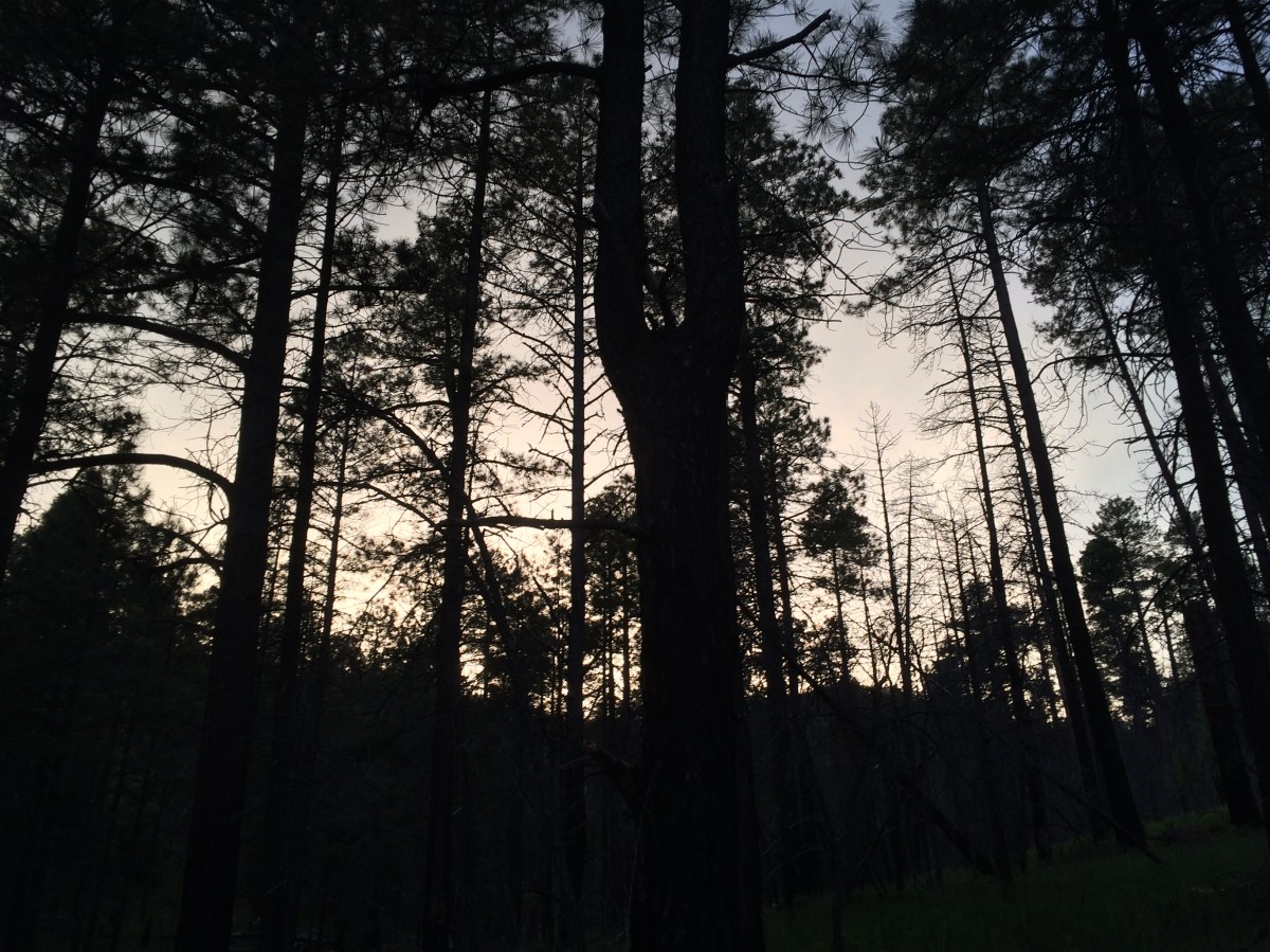 POETRY: Mark J. Mitchell – Stranger Dance | Cacti Fur