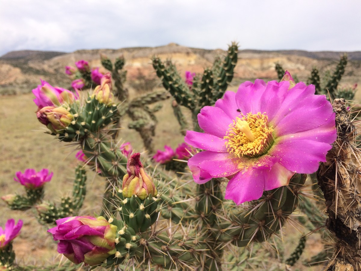 POETRY: KYLE PERDUE – “Breakfast With a Skeleton” | Cacti Fur