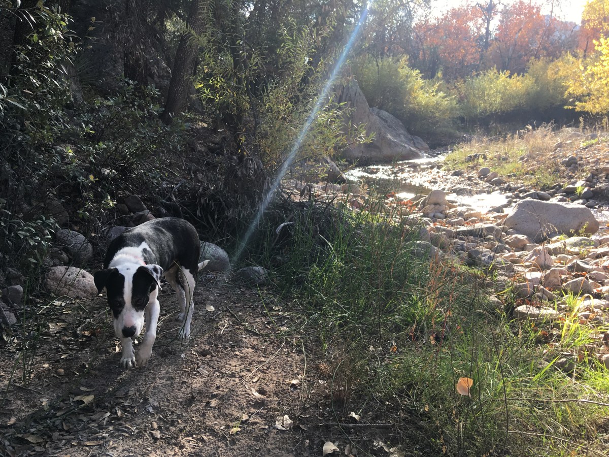 ROBERT BEVERIDGE – Le Chaudron Infernale | Cacti Fur