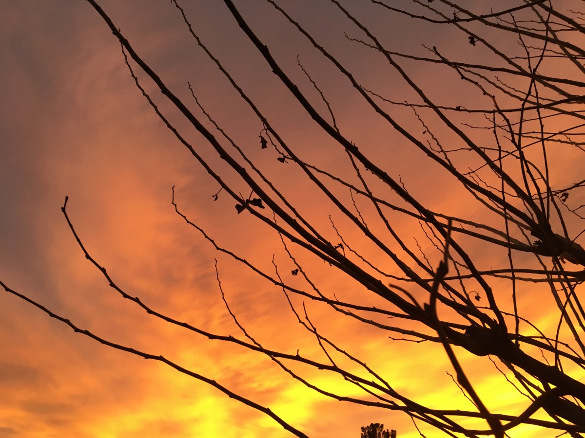 THE VALENTINE’S MOPES – LANCE GAMBRELL | Cacti Fur