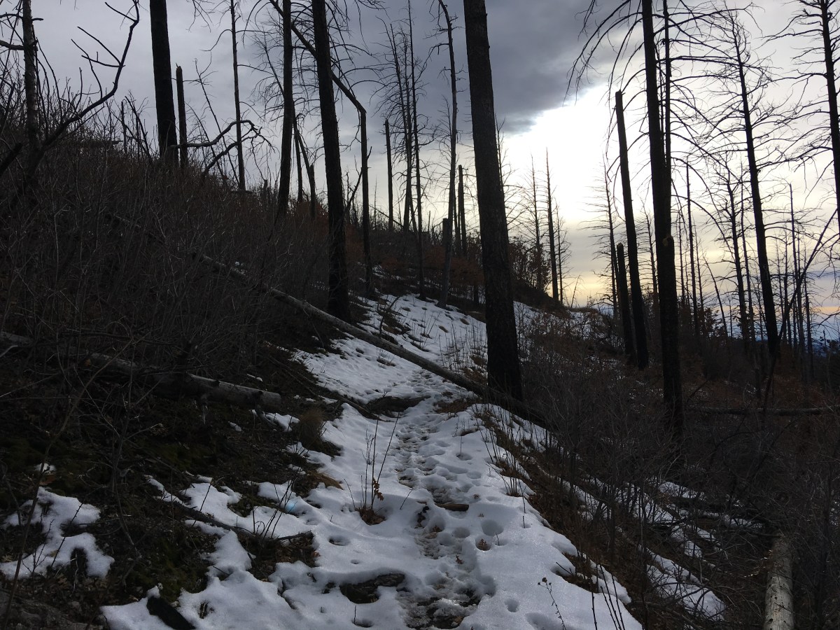 3 POEMS – HOWIE GOOD | Cacti Fur