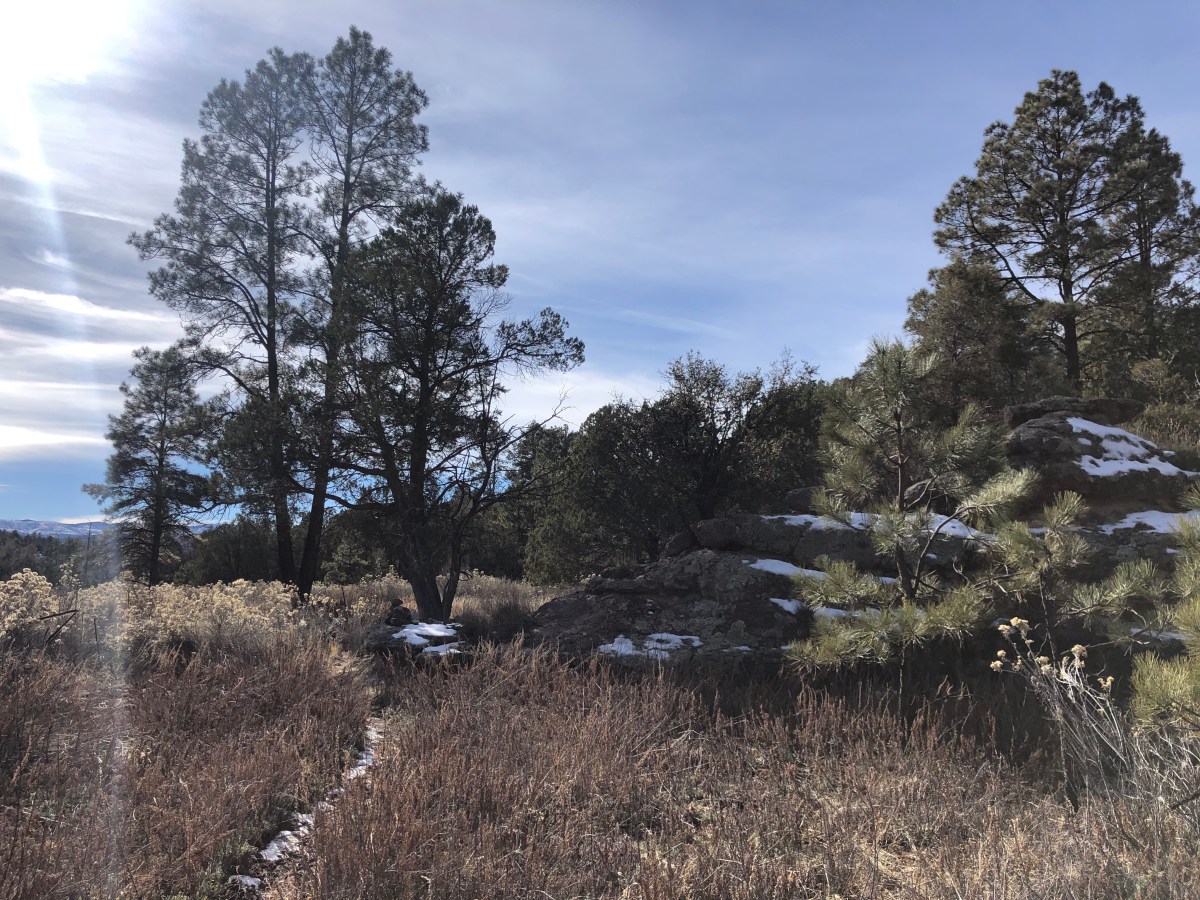 Robert Beveridge – 2 POEMS | Cacti Fur