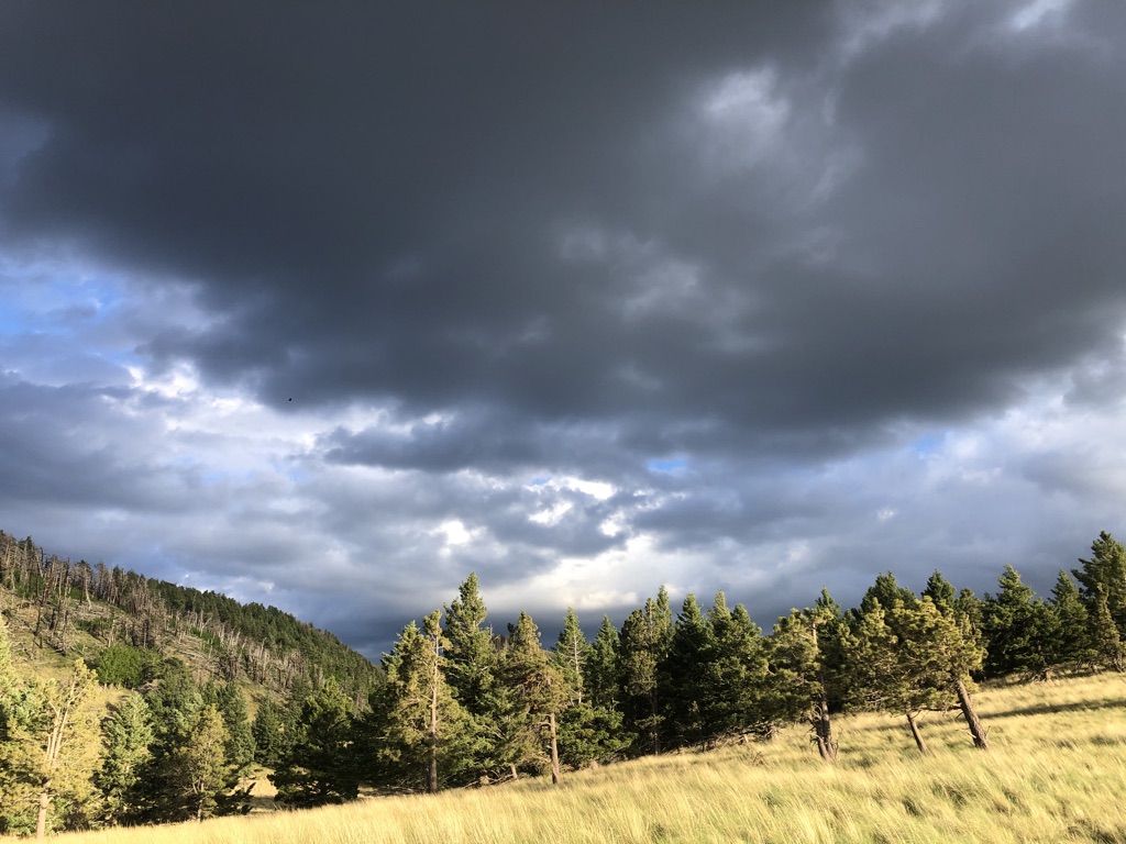 STUNNING SOPHOMORE EFFORT FROM NEW MEXICO POET: TIM STALEY ~ ORDER YOUR ...