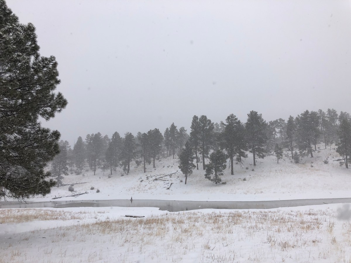 THE GRAY TREE IS GRACED BY Gerald Wagoner | Cacti Fur