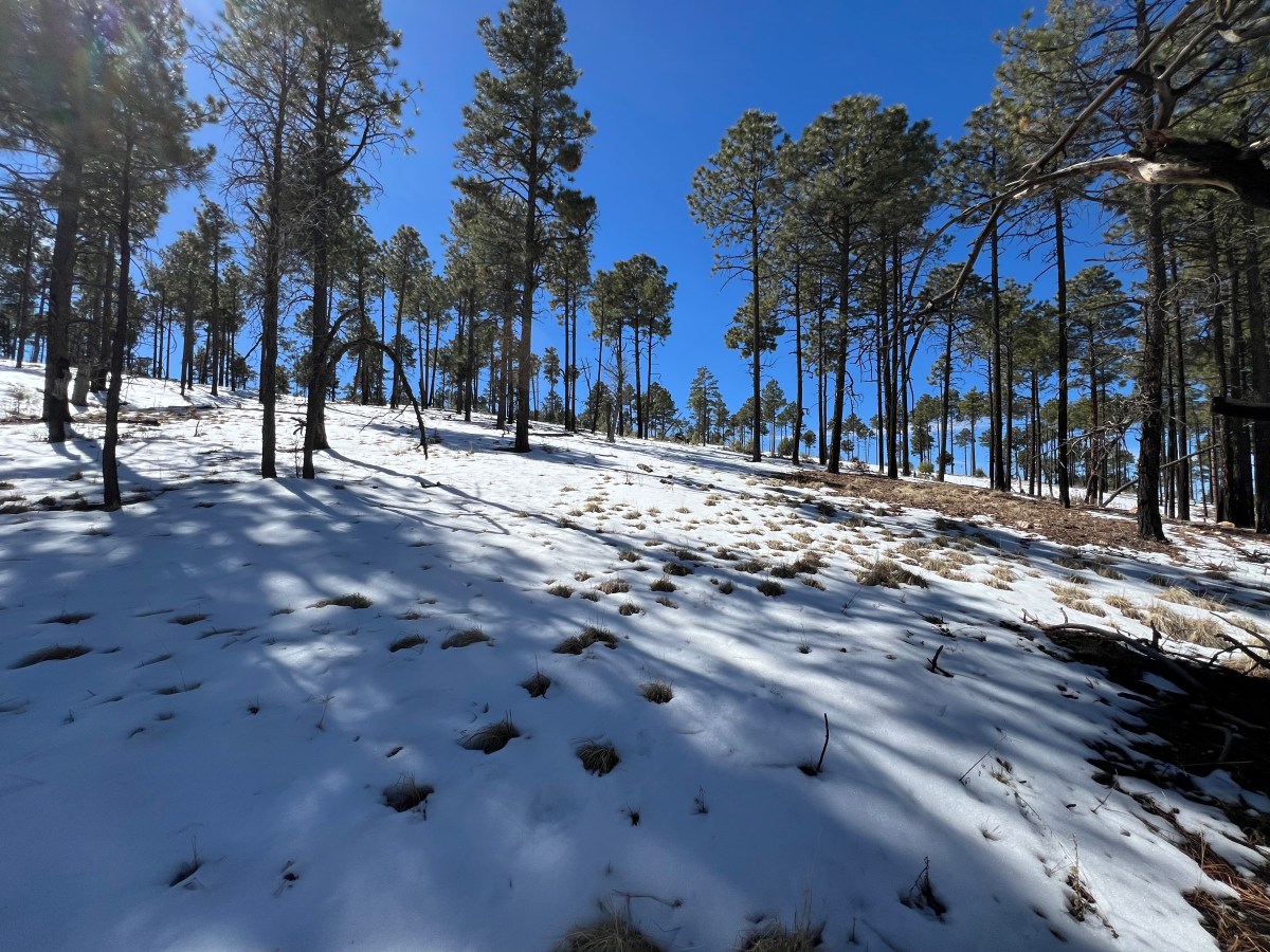 James Croal Jackson – 2 poems | Cacti Fur